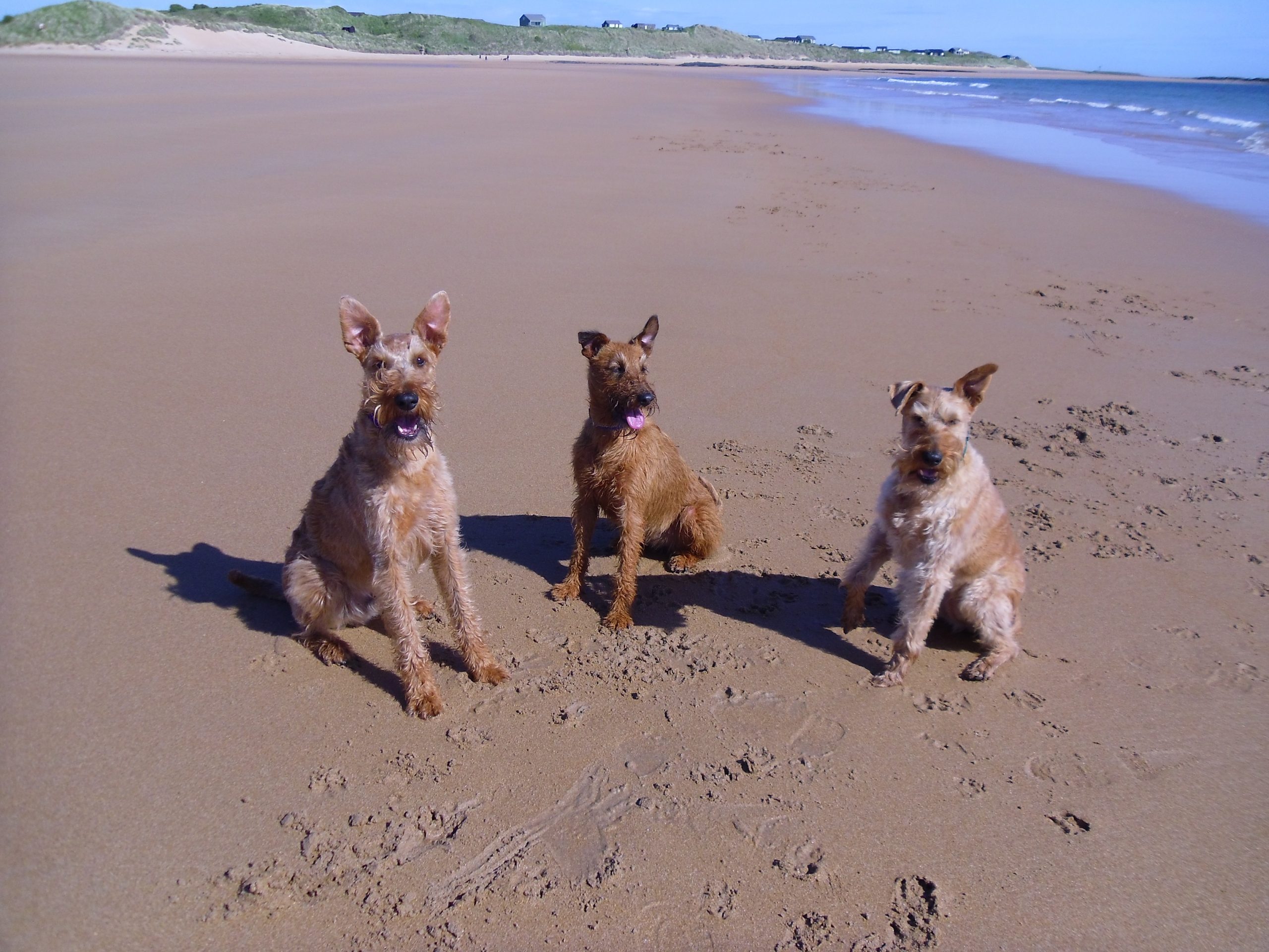 Embleton Beach – ears blowing in the wind! - We Love Irish Terriers