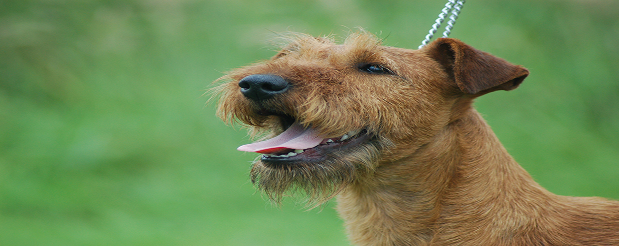 Maddie - We Love Irish Terriers