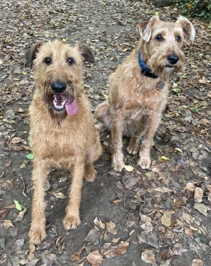 Wilbie and Hettie from Jude Clements - We Love Irish Terriers
