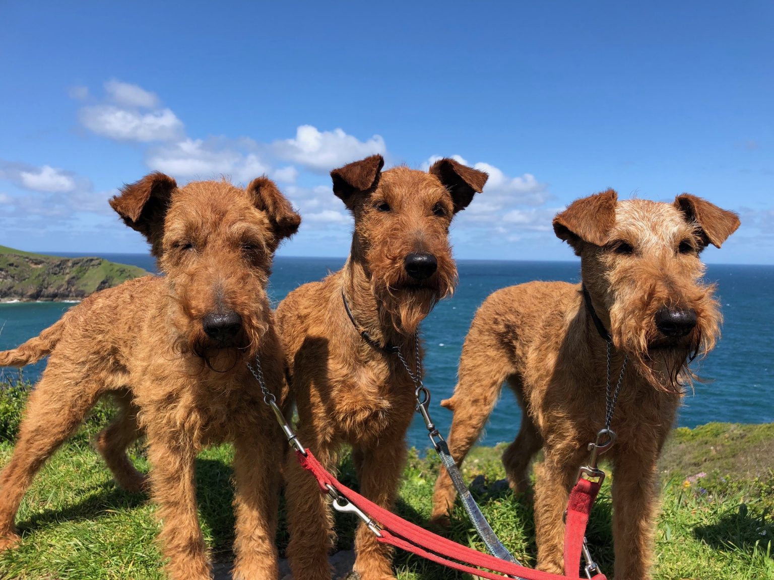 We Love Irish Terriers - We Love Irish Terriers