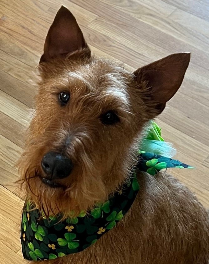 We Love Irish Terriers - We Love Irish Terriers