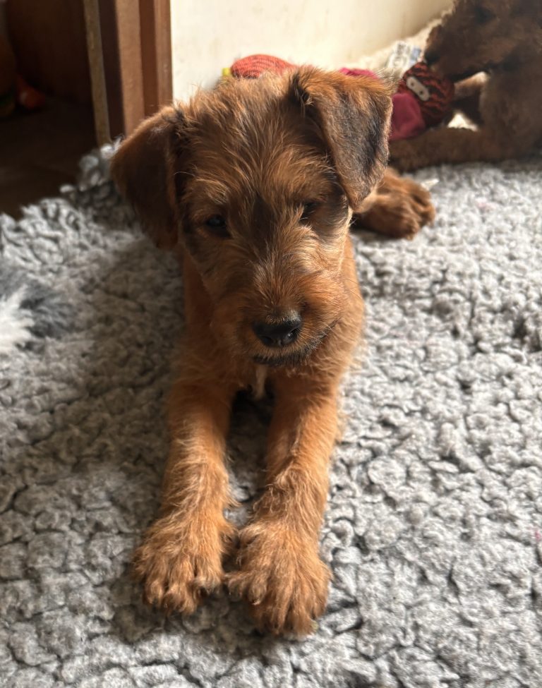We Love Irish Terriers - We Love Irish Terriers