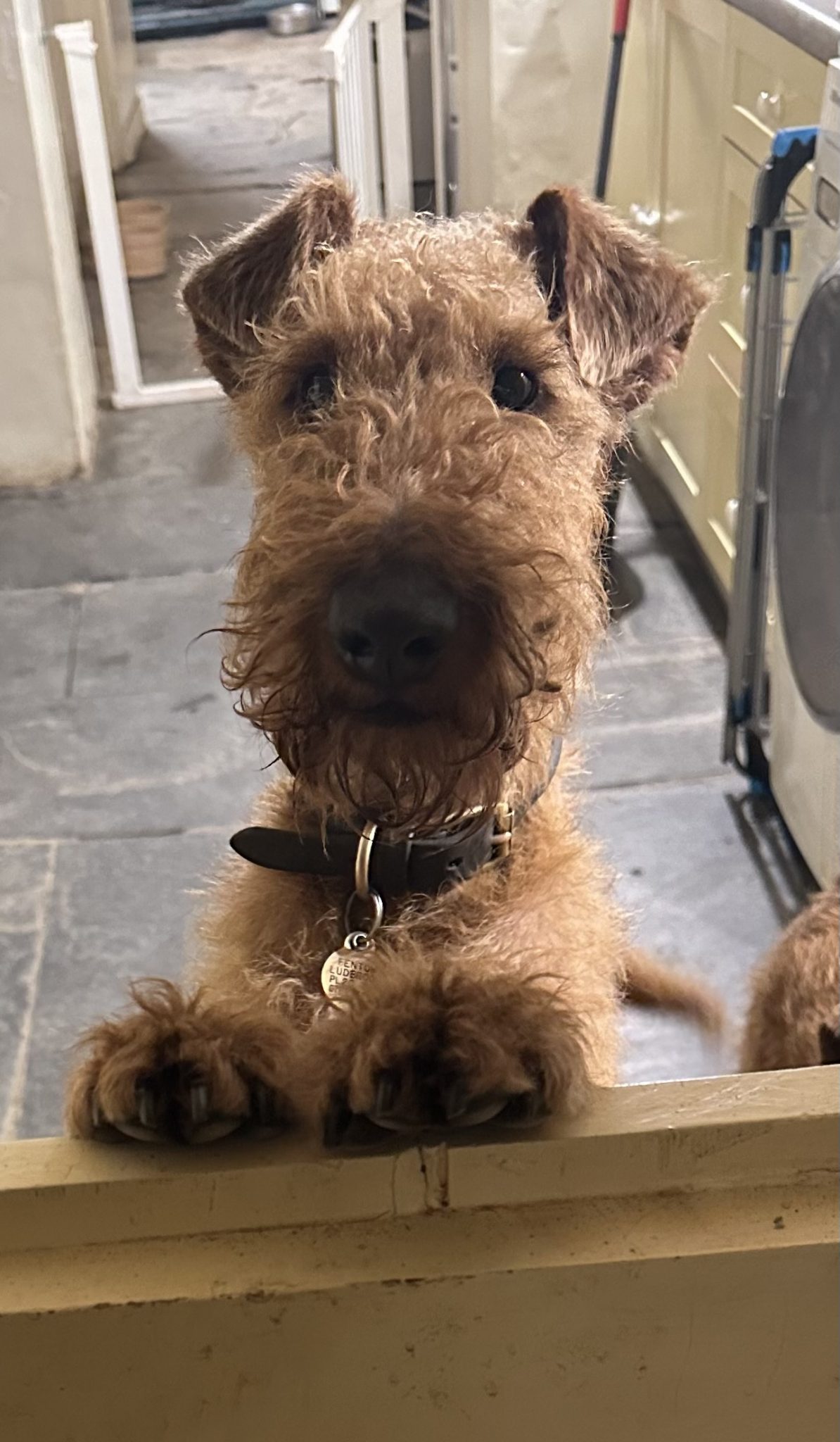 We Love Irish Terriers - We Love Irish Terriers