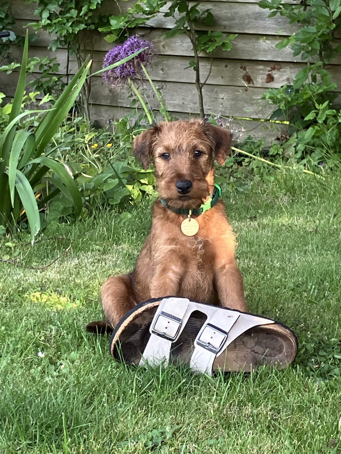 We Love Irish Terriers - We Love Irish Terriers