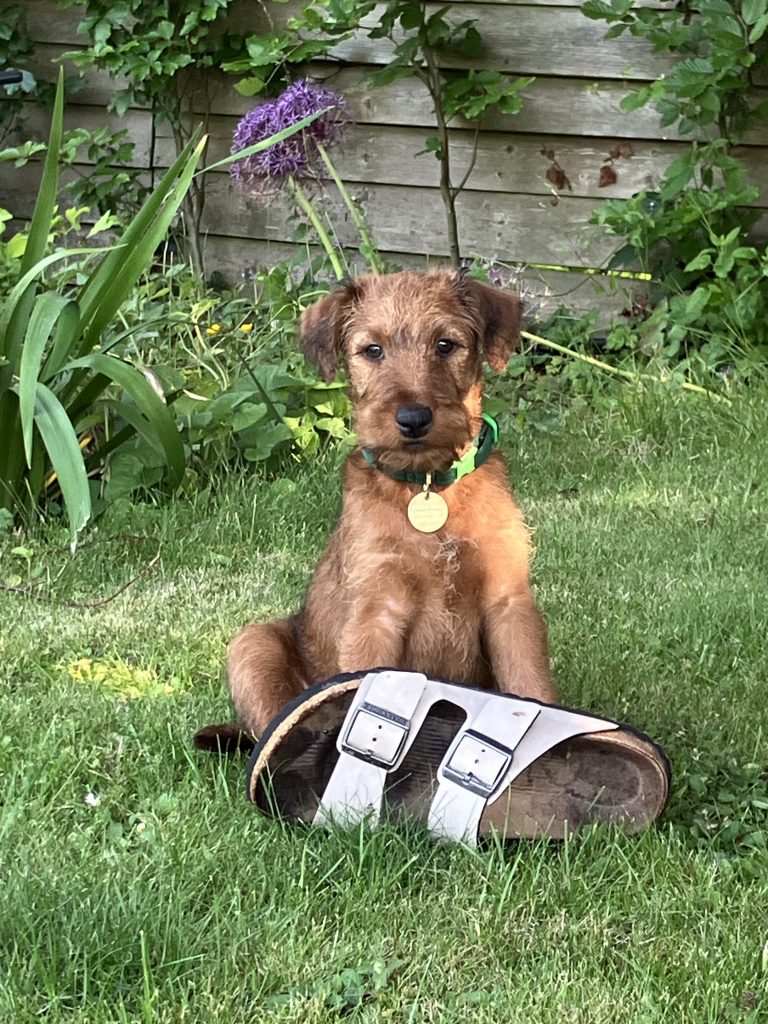 About Lucy - We Love Irish Terriers