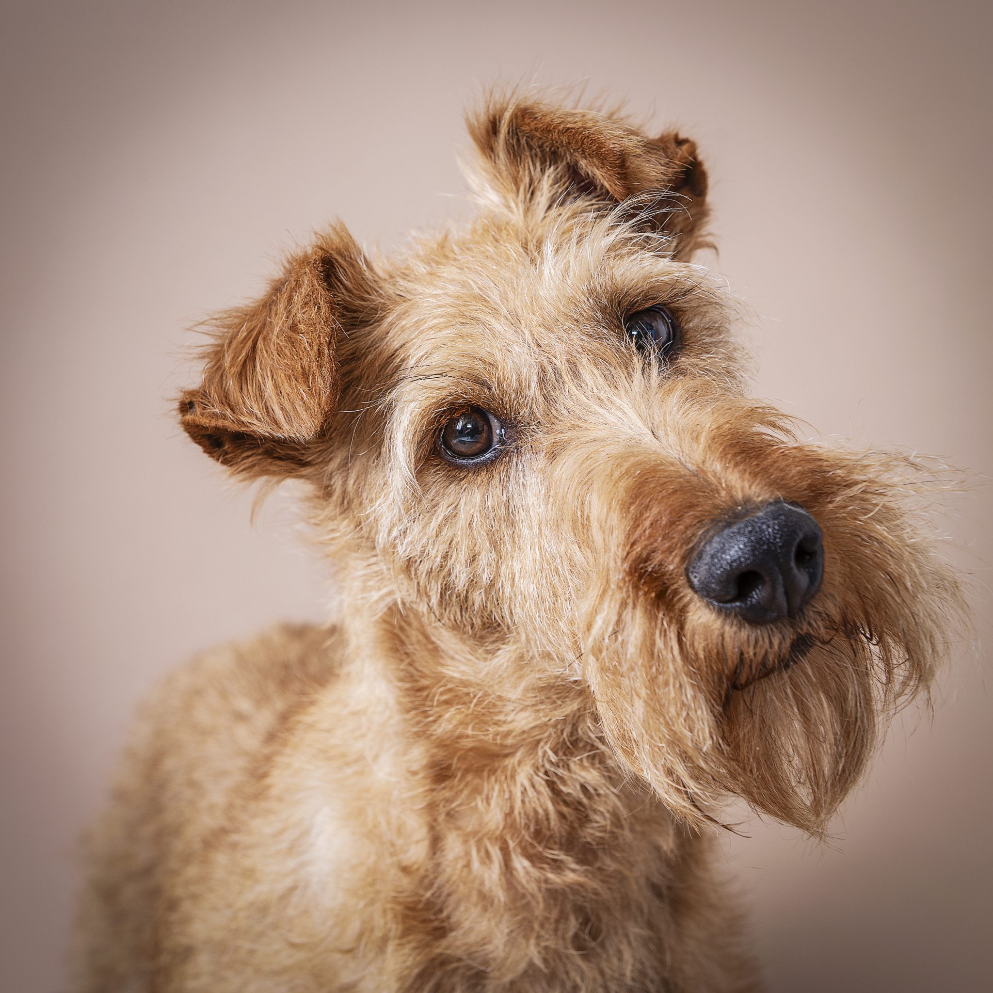 We Love Irish Terriers - We Love Irish Terriers